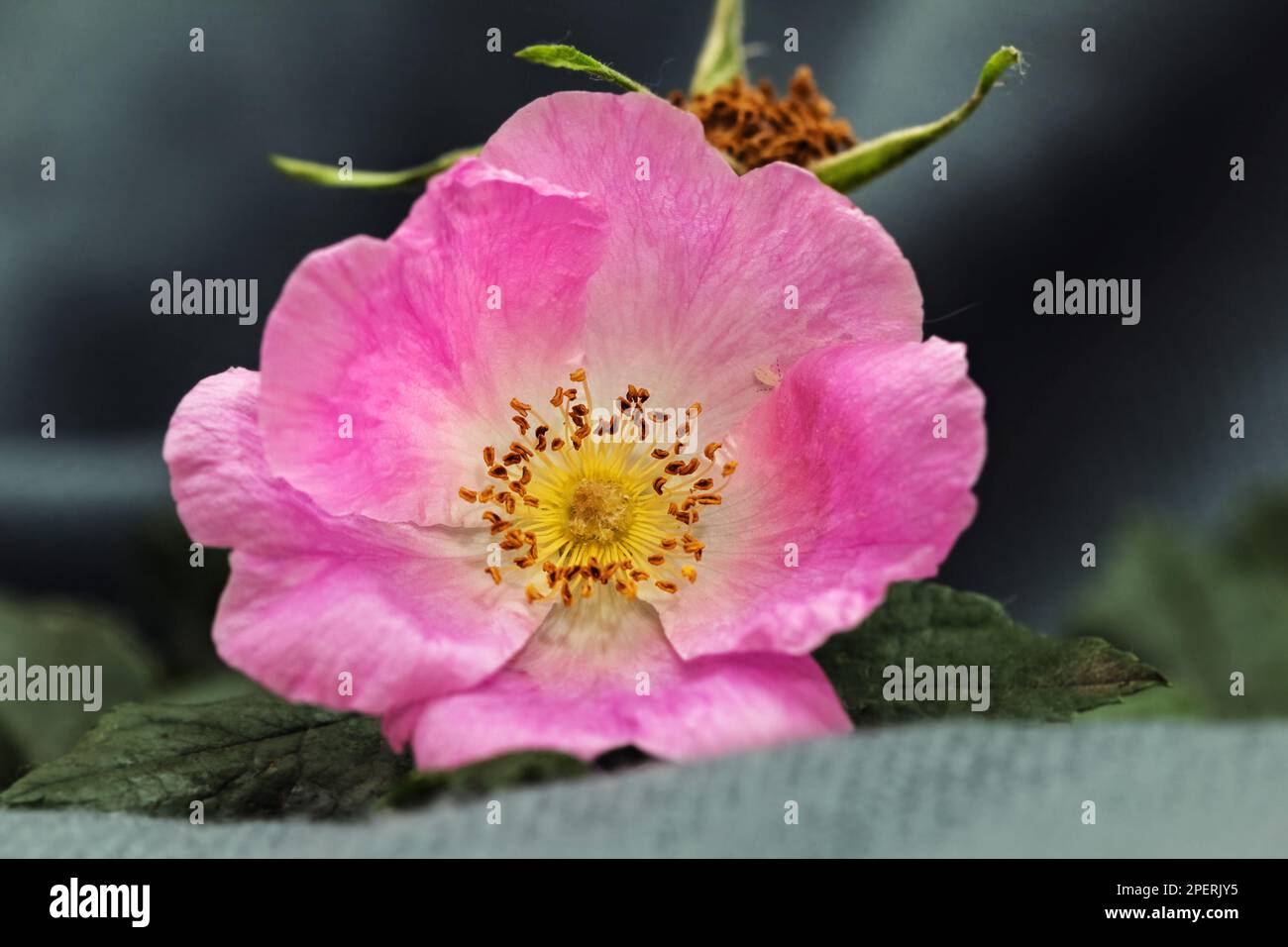 Real pretty open pink flower of fragrant flowering rosehip at summer ...