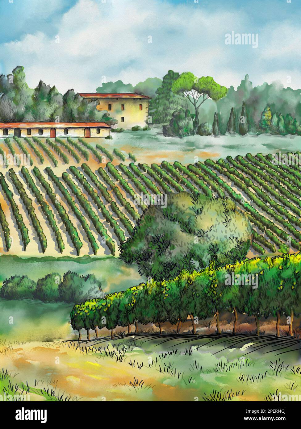 Beautiful vineyards landscape. Digital watercolor Stock Photo - Alamy