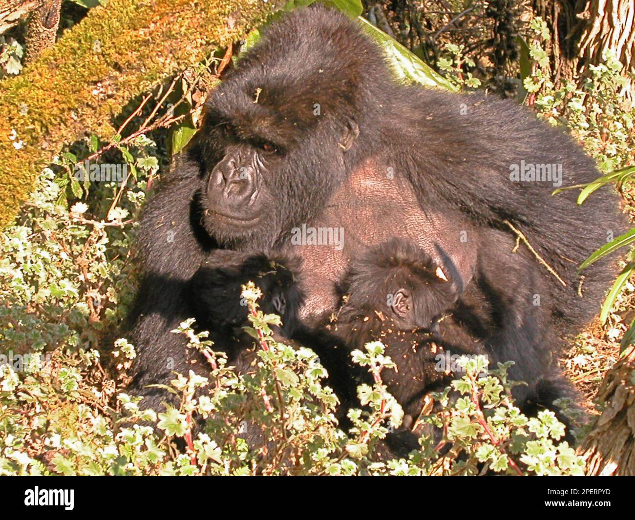 Nyabitondore, a 12-year-old gorilla hold her twins in her arms, one ...