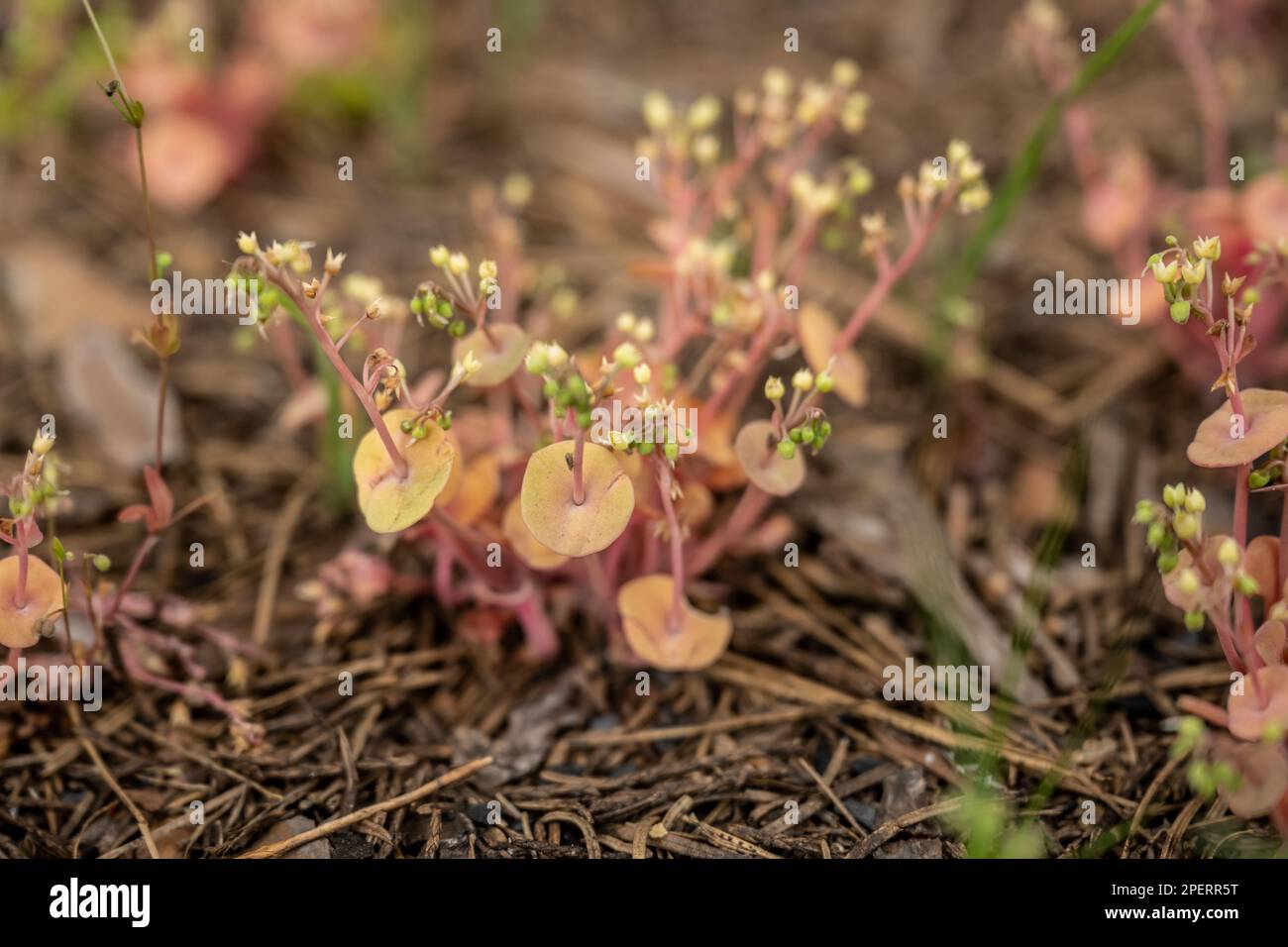 Colors Begin to Fade In The Streambank Springbeauty Flowers in Sequoia ...