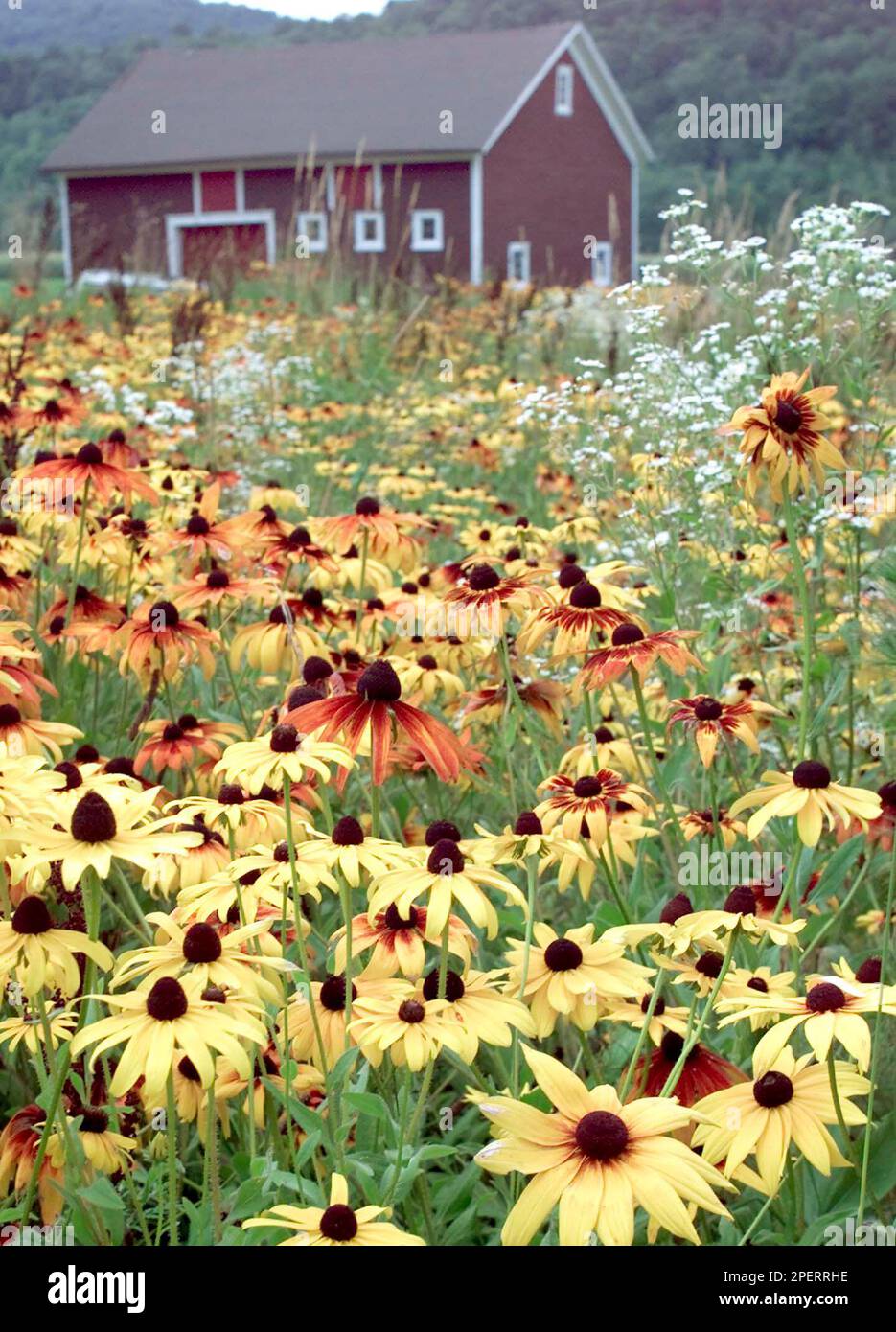 A field of flowers grow in front of a barn at Julie Durkin and Bob ...