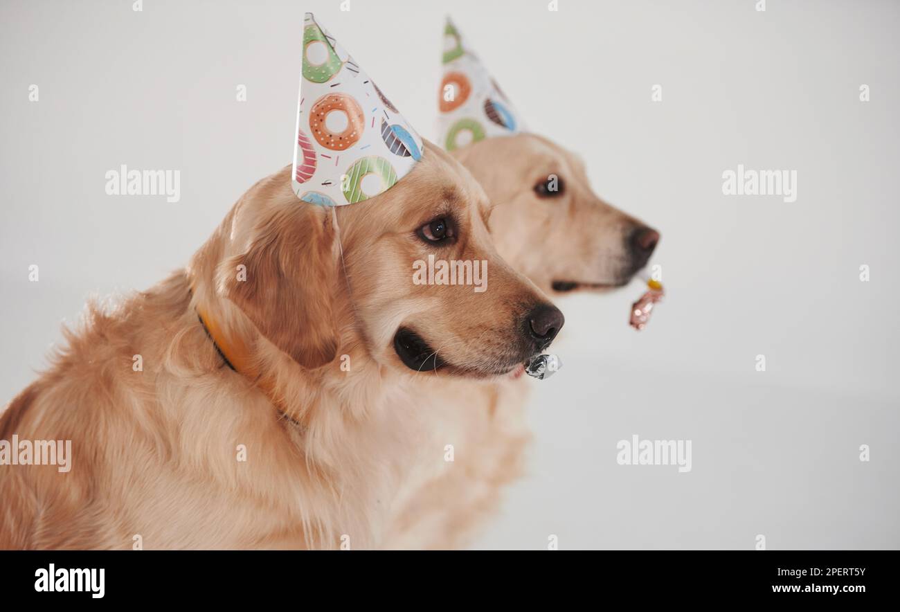 Party hats on heads. Two Golden retrievers together in the studio ...