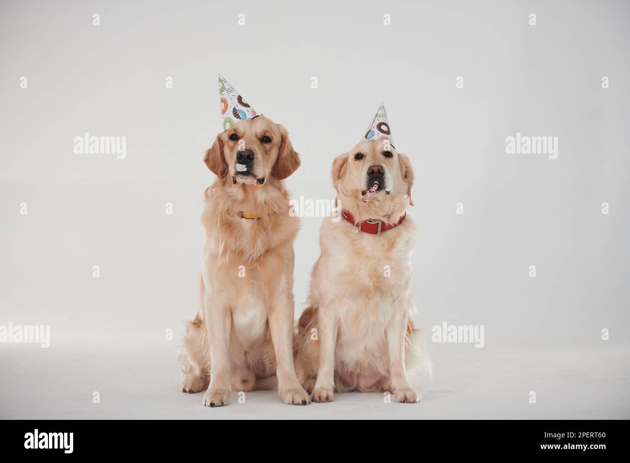 Party hats on heads. Two Golden retrievers together in the studio ...