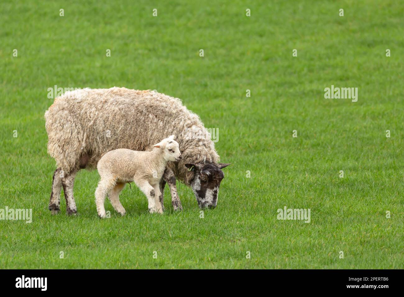Newborn lamb snuggling up to her mother in early Spring with very cold ...