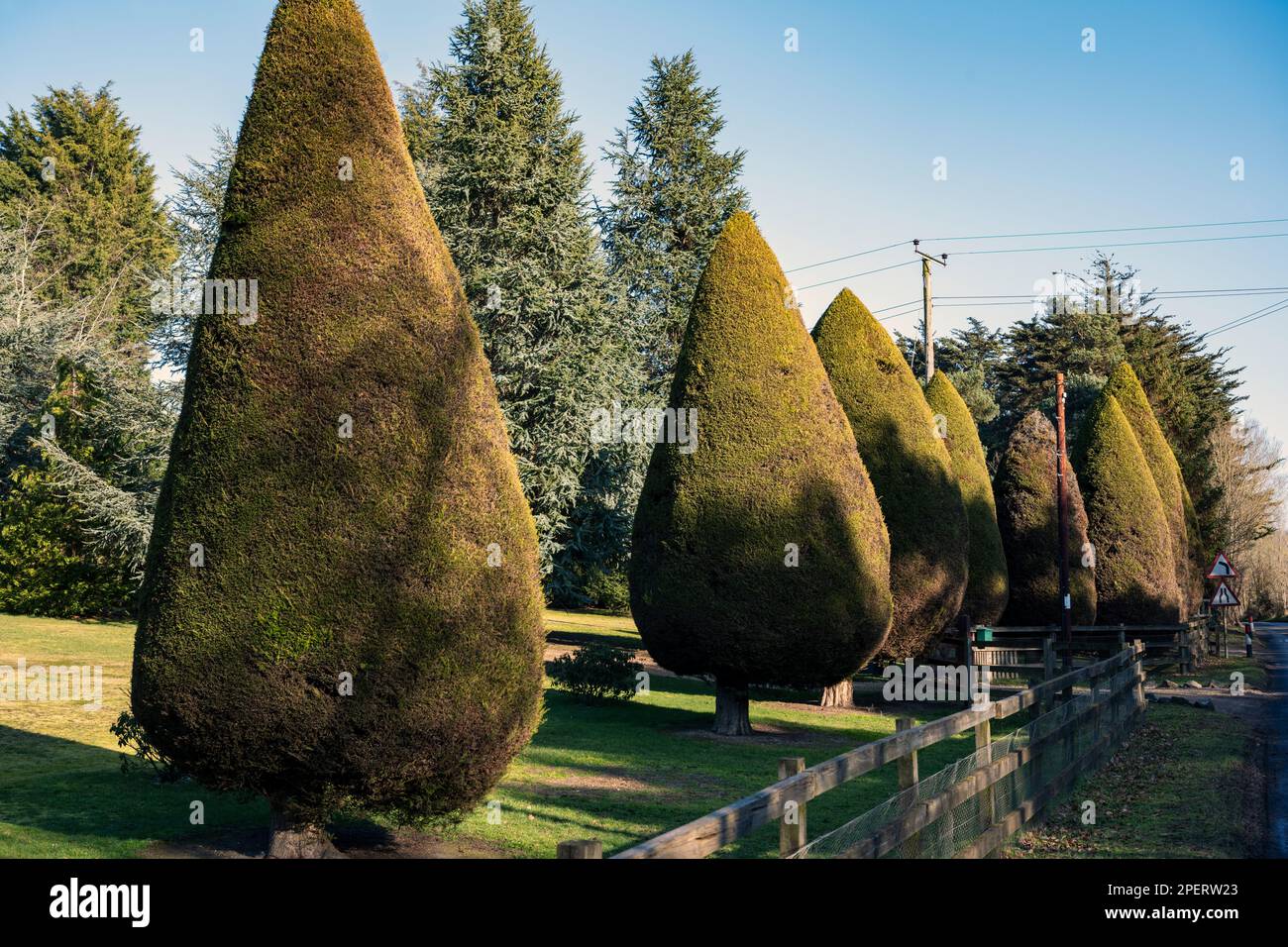 Shaped conifers hi-res stock photography and images - Alamy