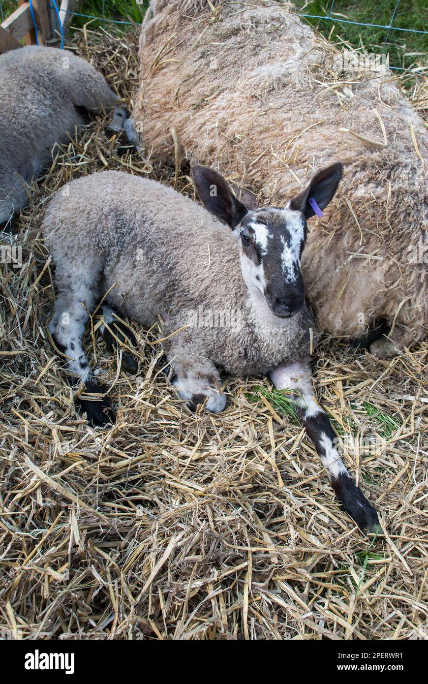 What to see at otley show hi-res stock photography and images - Alamy