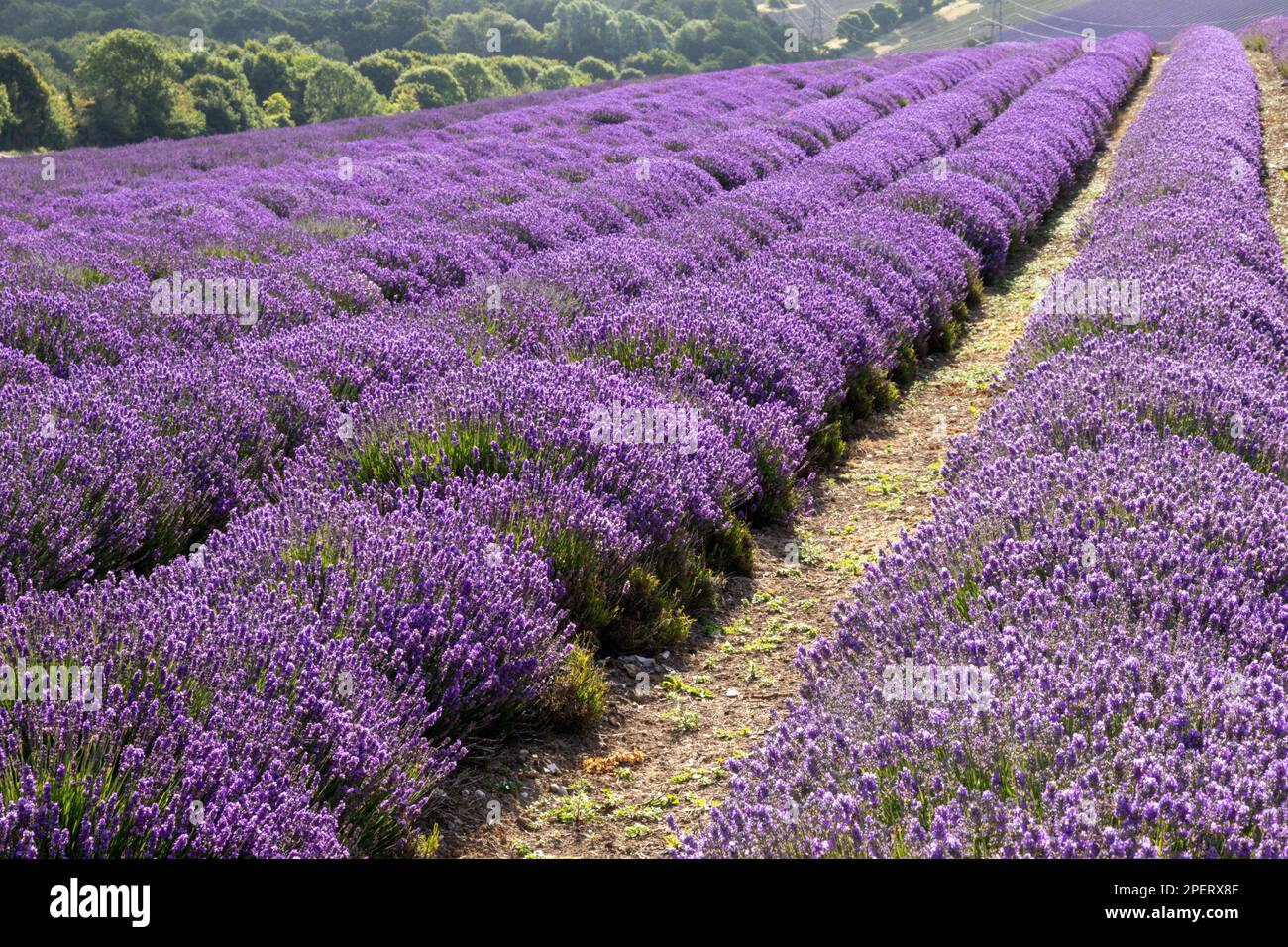 Rows of Lavender growing in the Kent countryside, UK Stock Photo - Alamy