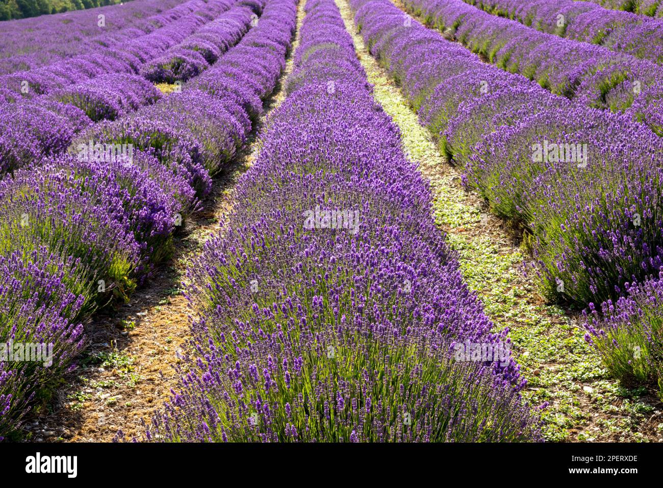 Rows of Lavender growing in the Kent countryside, UK Stock Photo - Alamy