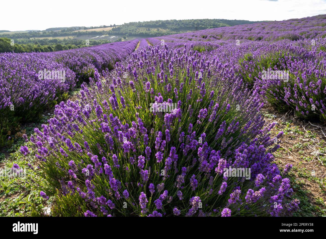 Rows of Lavender growing in the Kent countryside, UK Stock Photo - Alamy