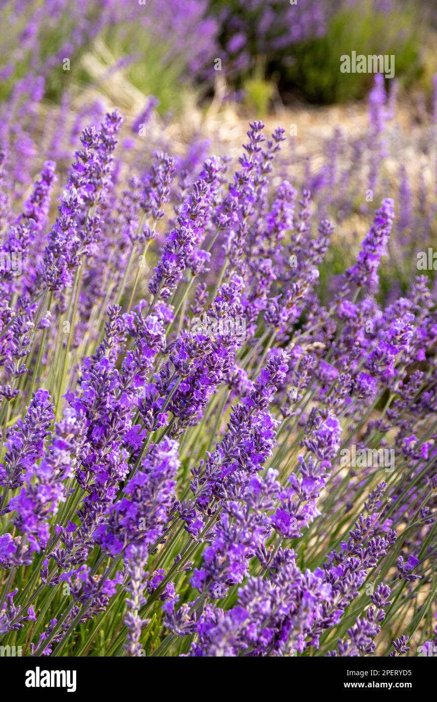 Lavender growing in the Kent countryside, UK Stock Photo - Alamy