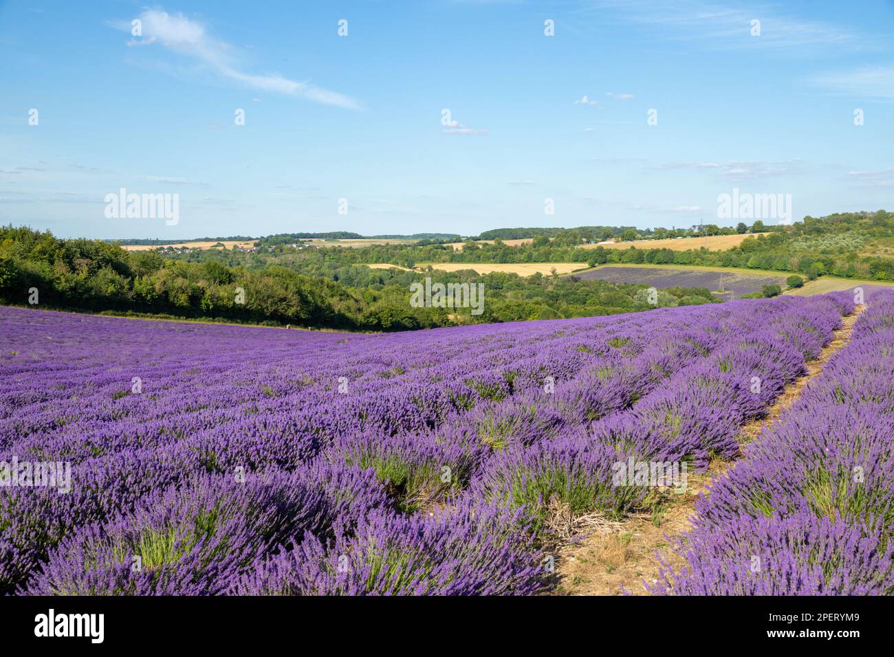 Rows of Lavender growing in the Kent countryside, UK Stock Photo - Alamy