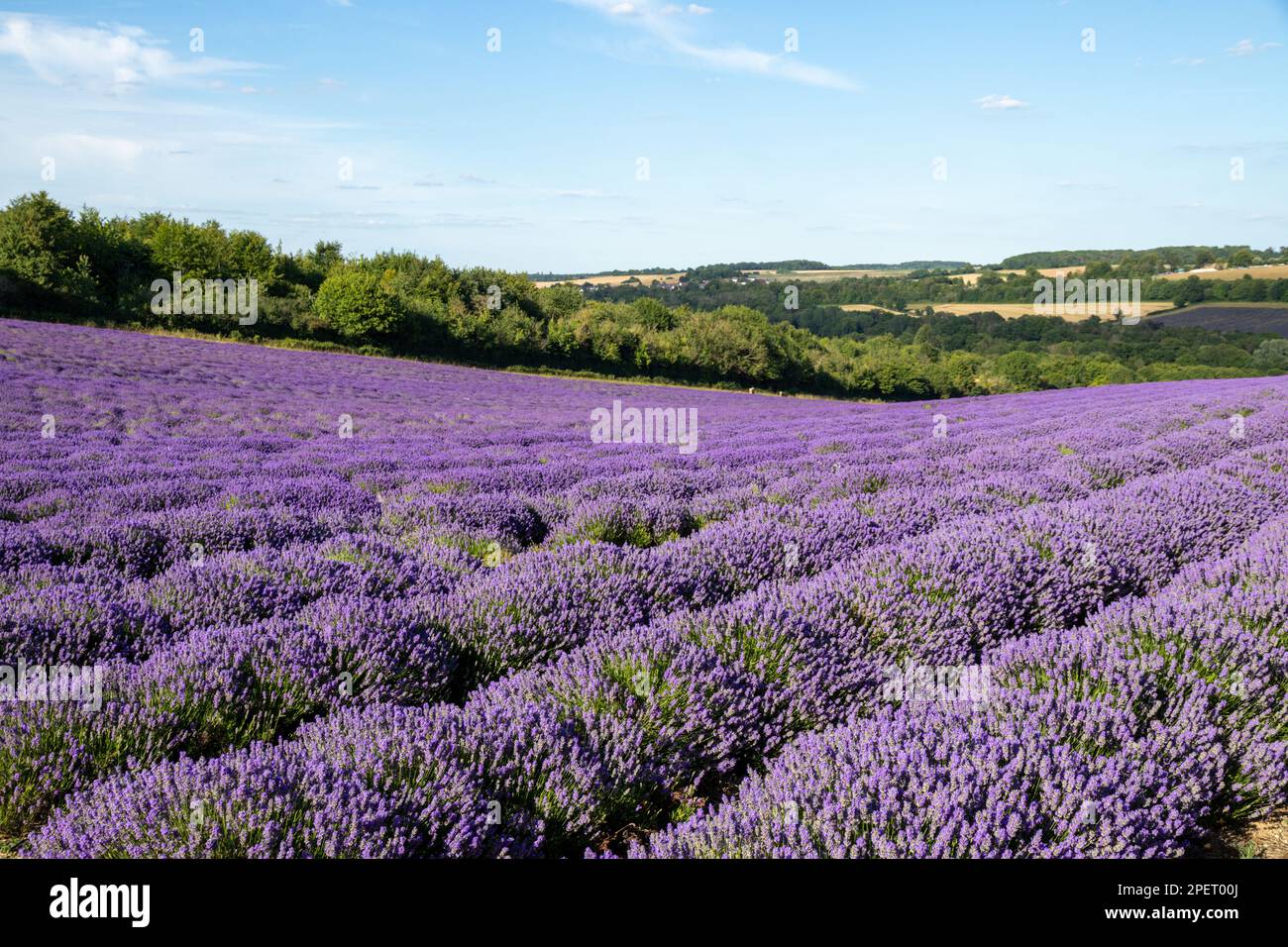 Rows of Lavender growing in the Kent countryside, UK Stock Photo - Alamy