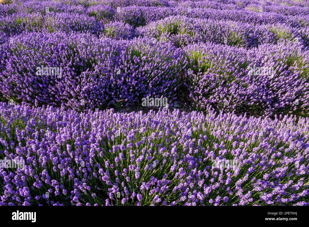 Rows of Lavender growing in the Kent countryside, UK Stock Photo - Alamy