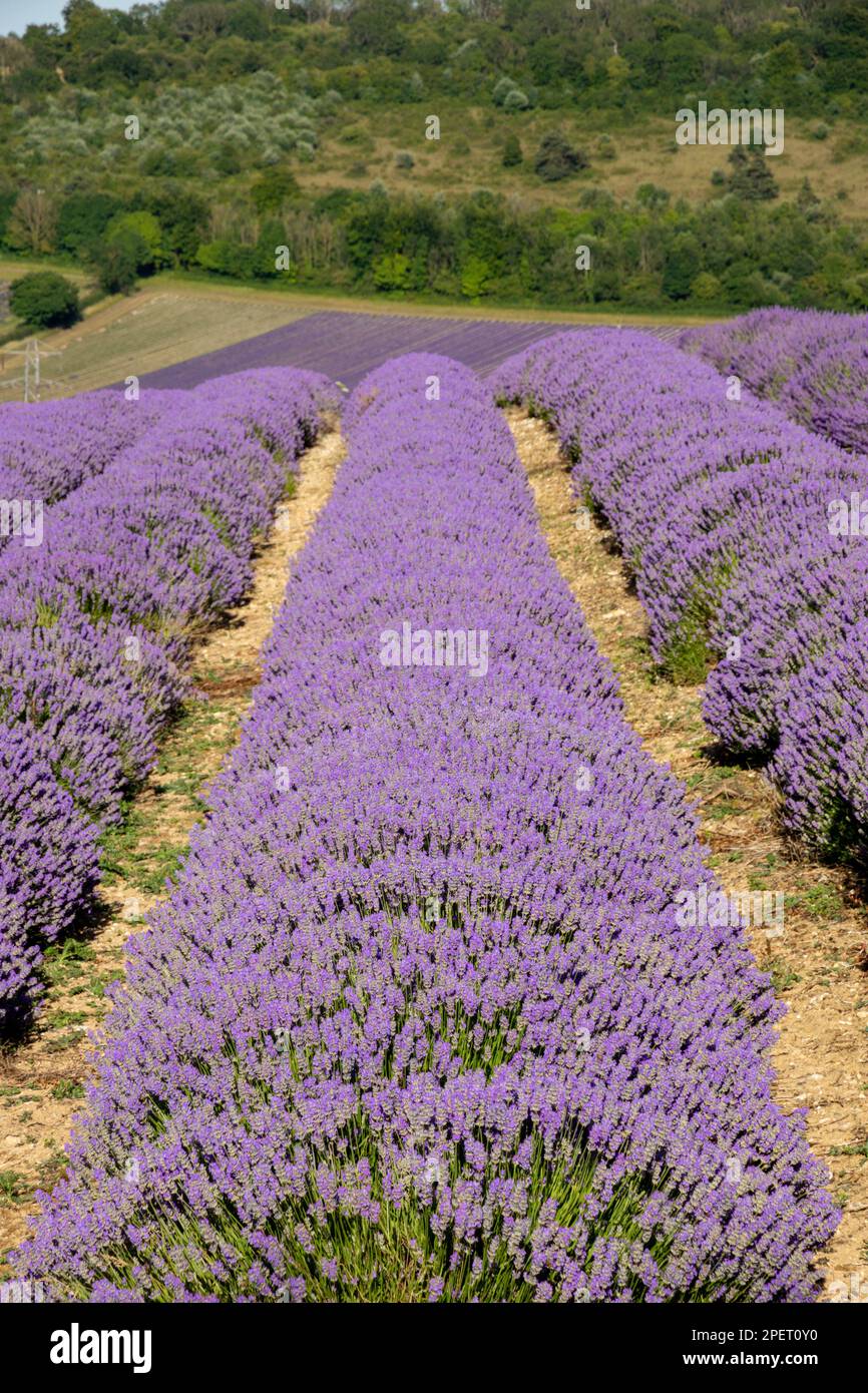 Rows of Lavender growing in the Kent countryside, UK Stock Photo - Alamy