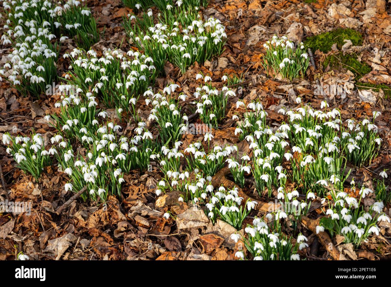 Snowdrops flowering in an English woodland Stock Photo - Alamy