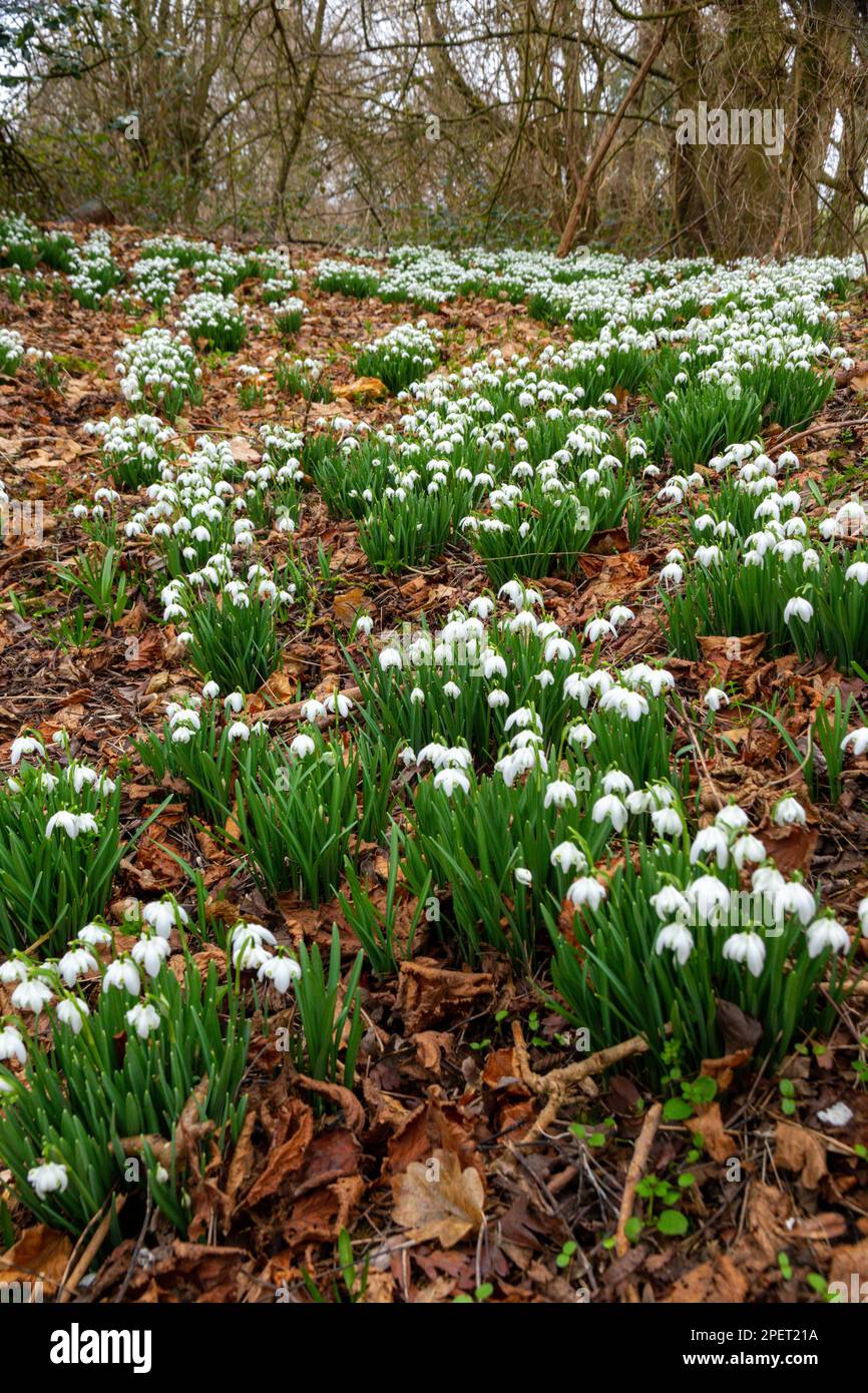 Snowdrops flowering in an English woodland Stock Photo - Alamy