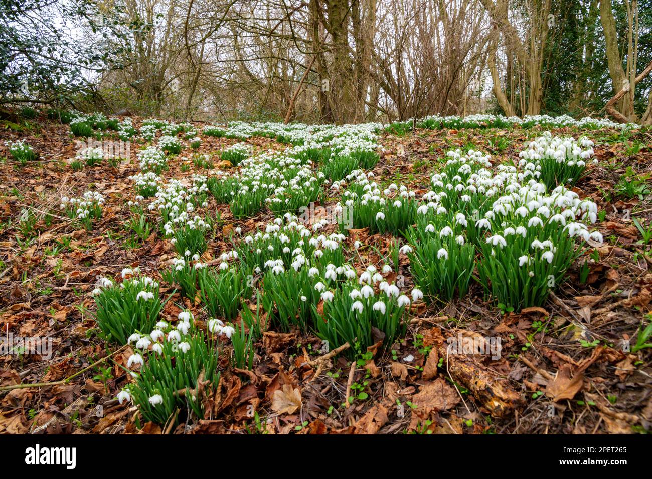 Snowdrops flowering in an English woodland Stock Photo - Alamy