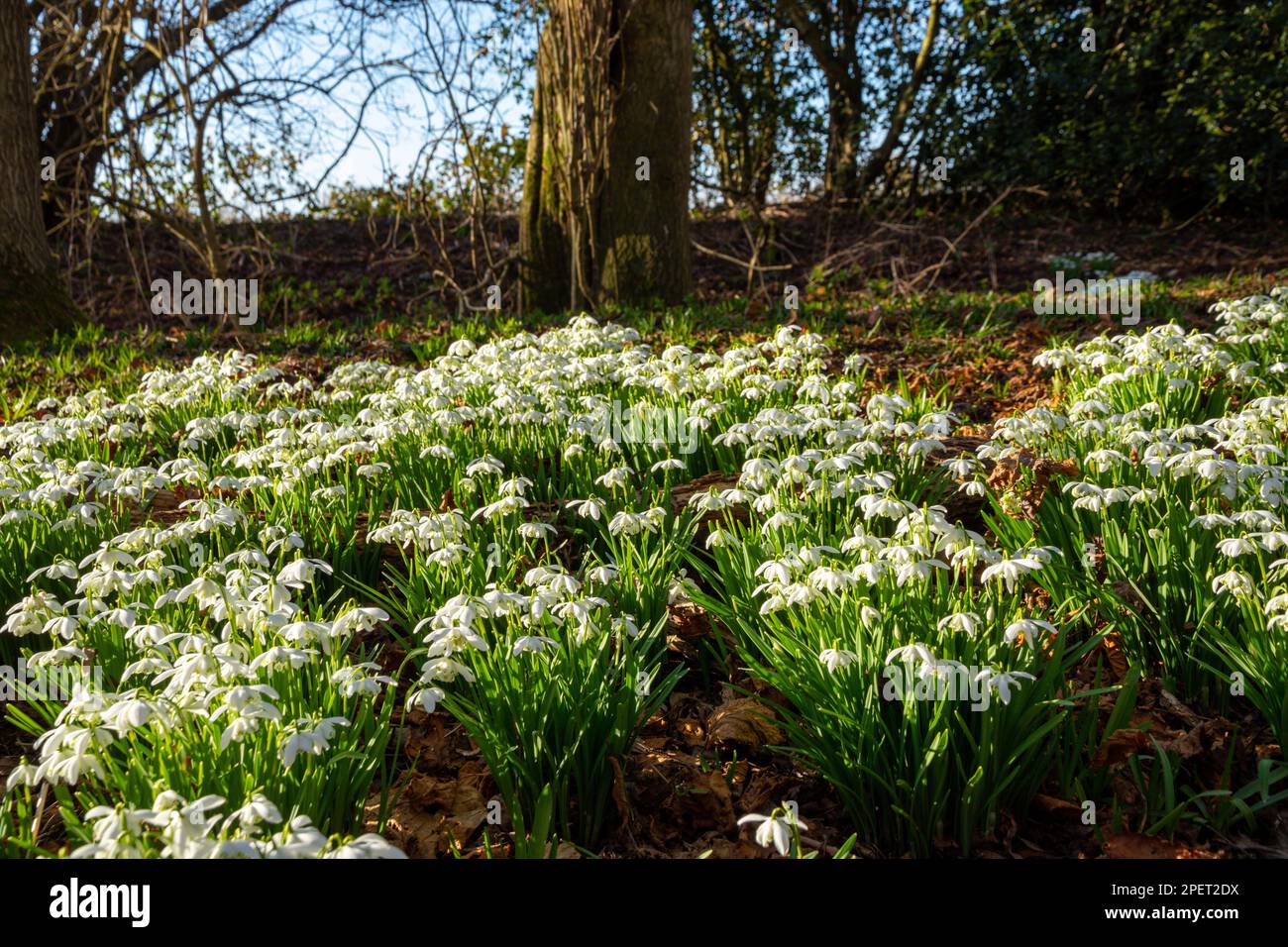 Snowdrops flowering in an English woodland Stock Photo - Alamy