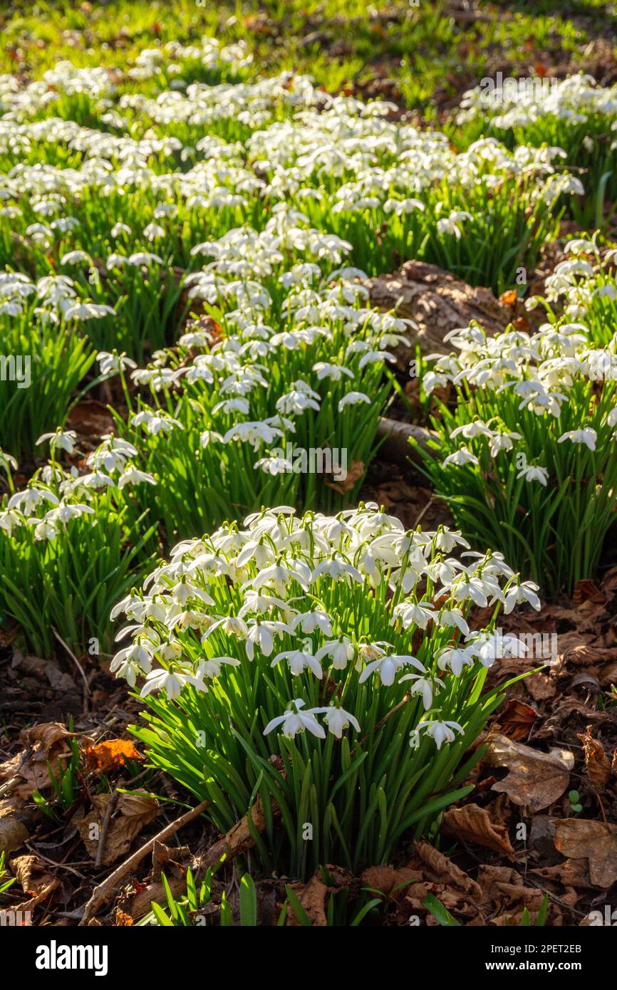 Snowdrops flowering in an English woodland Stock Photo - Alamy