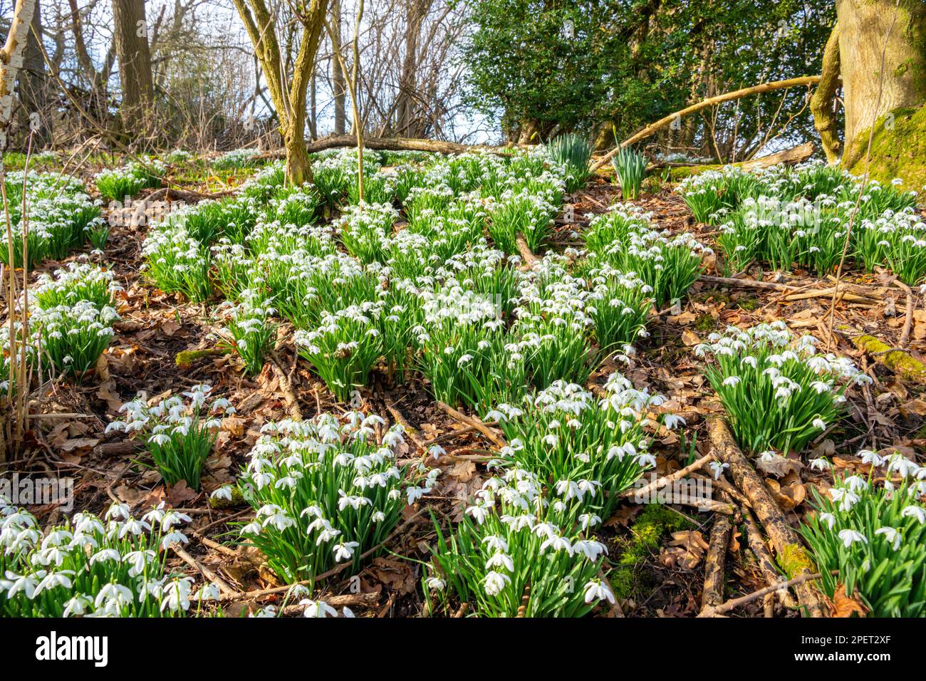 Snowdrops flowering in an English woodland Stock Photo - Alamy