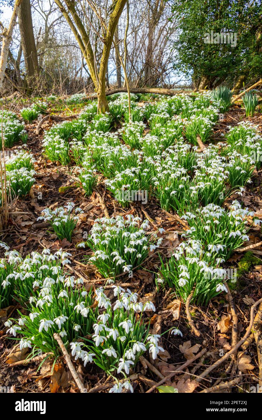 Snowdrops flowering in an English woodland Stock Photo - Alamy