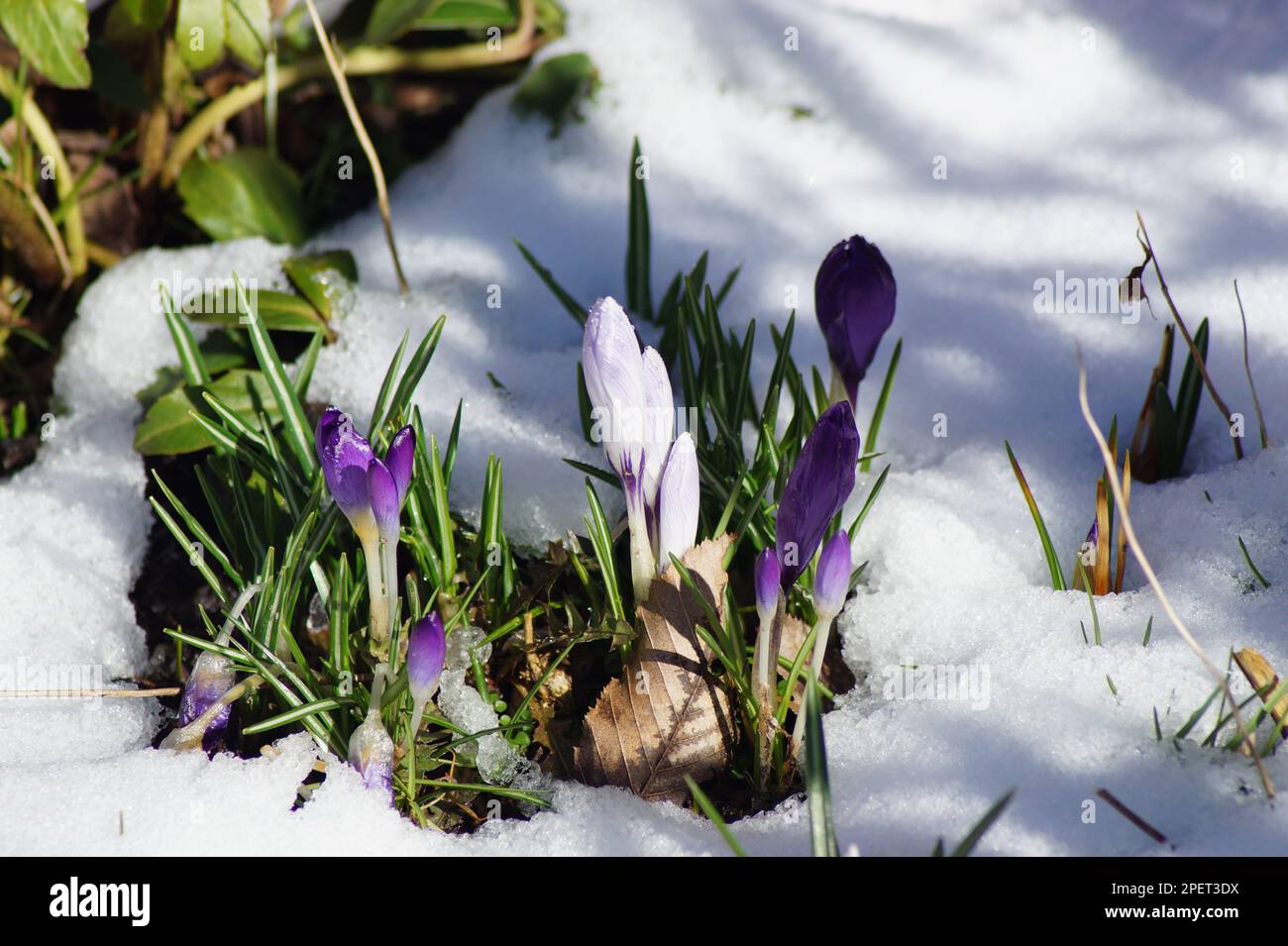 Crocus blossoms in spring snow Light and shade Stock Photo - Alamy