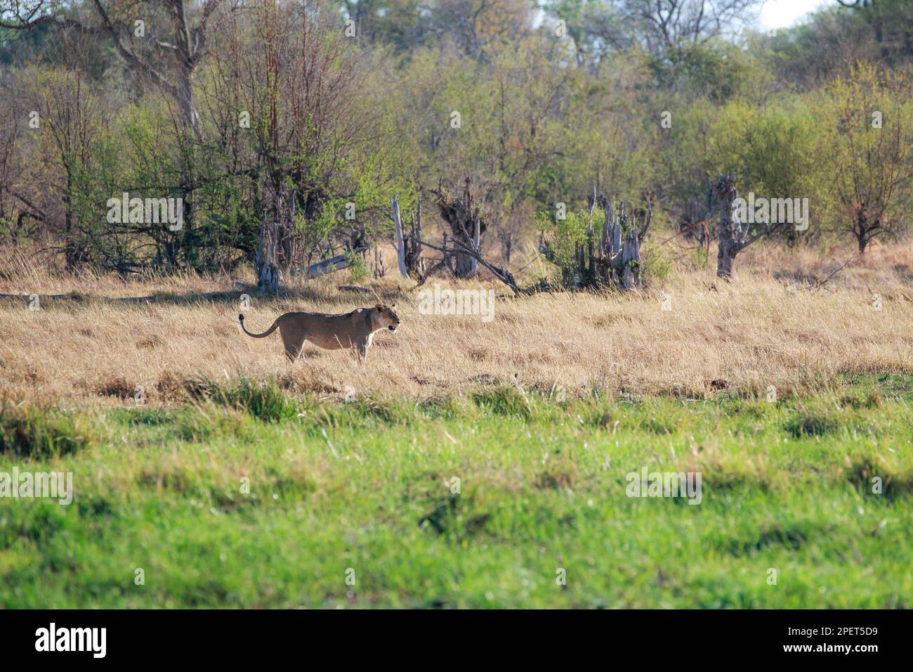 Lioness, Panthera leo, hunting in the grassland Lechwe in the distance ...