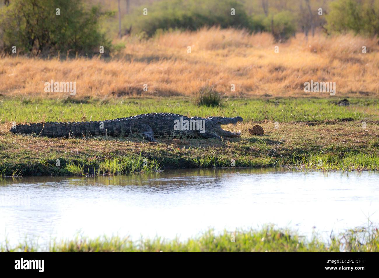 Nile crocodile, crocodylus niloticus, lying with open mouth beside ...
