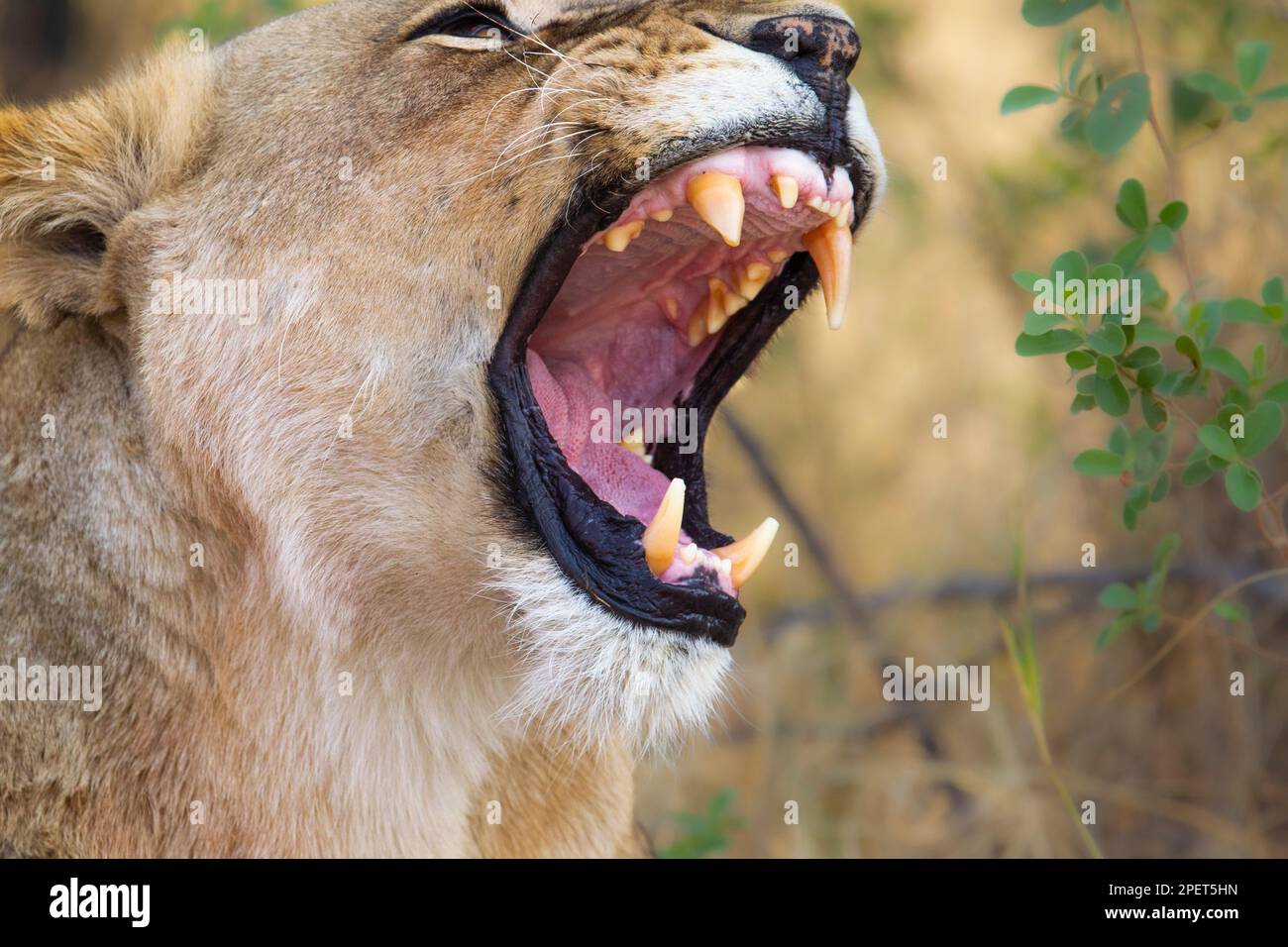 Lioness, Panthera leo,roaring closeup portrait, animal displays her ...