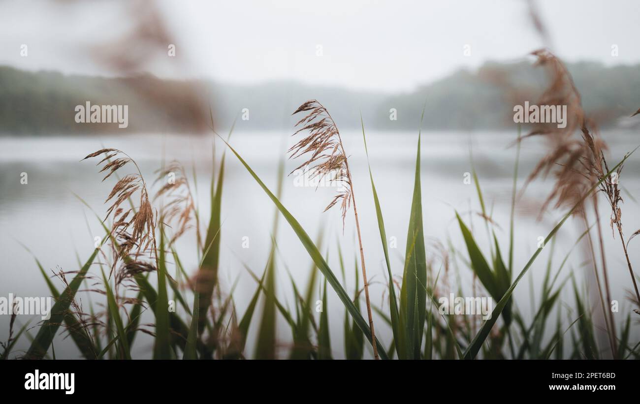 A tranquil outdoor scene featuring a grassy field of reed in Fall Creek ...