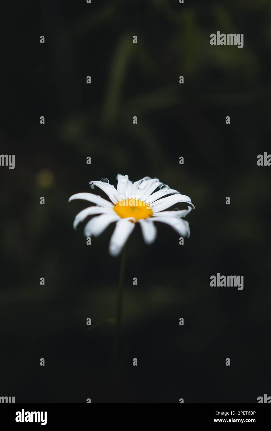 A single white Common daisy flower displayed prominently against a dark ...