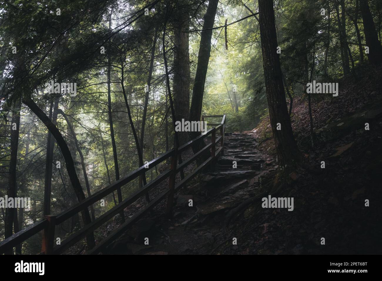 An idyllic scene of a winding trail through a forest, featuring steps ...