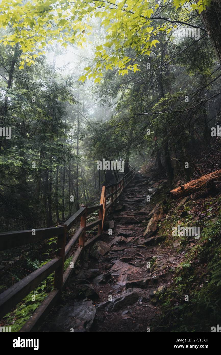 An idyllic scene of a winding trail through a forest, featuring steps ...