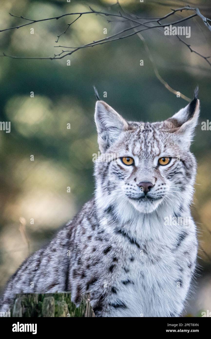 Portrait of a beautiful lynx with unsharp background. The lynx has ...