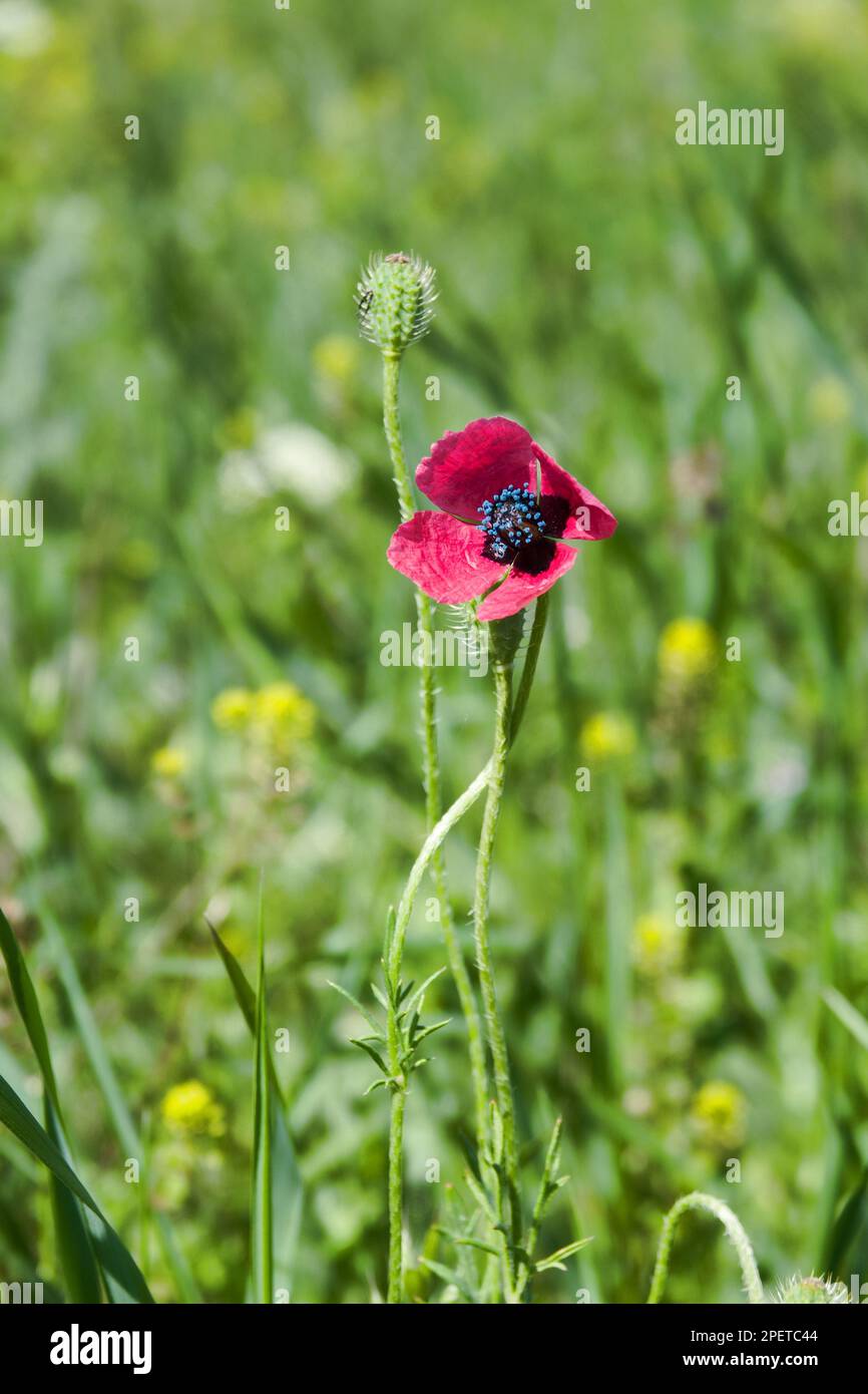 Long fallow lands hi-res stock photography and images - Alamy