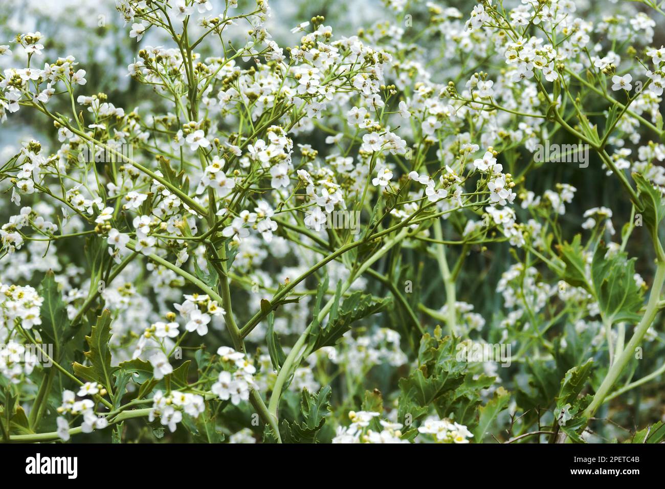 Russian sea kale (Crambe tatarica) blooms on coast of Sea of Azov ...