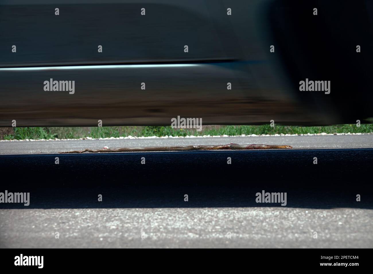 Snake on road is always corpse. Human's dislike of snakes, their ...