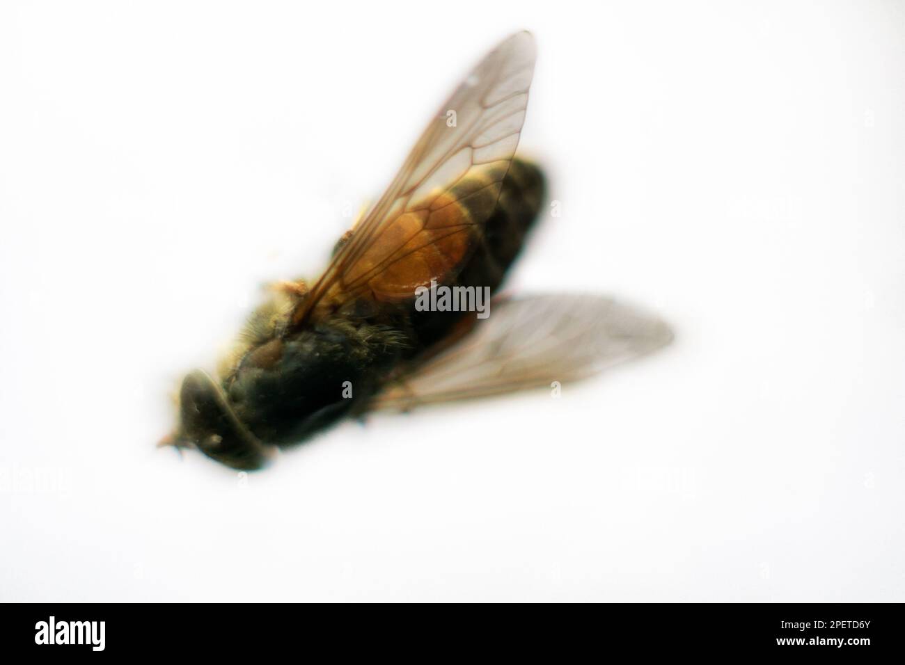 Tabanid fly hi-res stock photography and images - Alamy