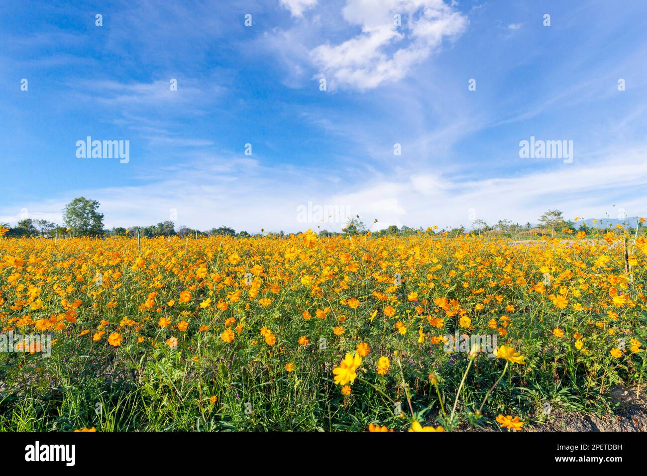 Yellow colour cosmos flowers field with blue sky are most favorite ...