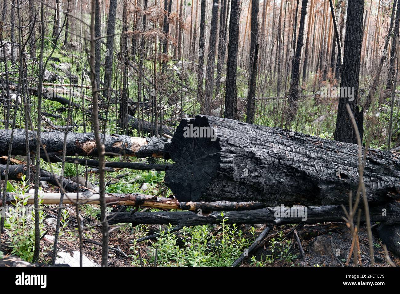 Fire-damaged forest boreal forests. Burnt boreal forests. Wildfire low ...