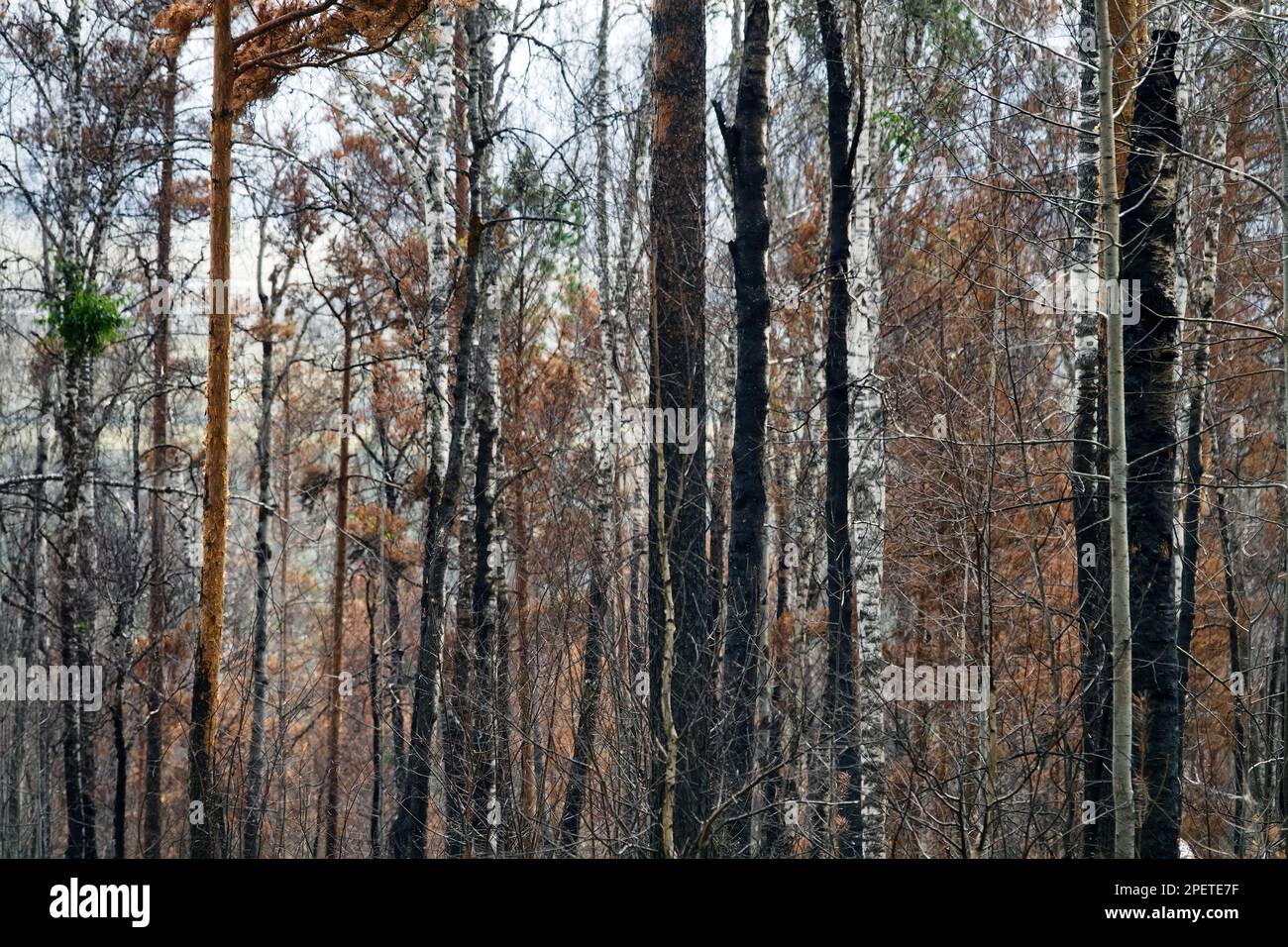 Fire-damaged forest boreal forests. Burnt boreal forests. Wildfire low ...