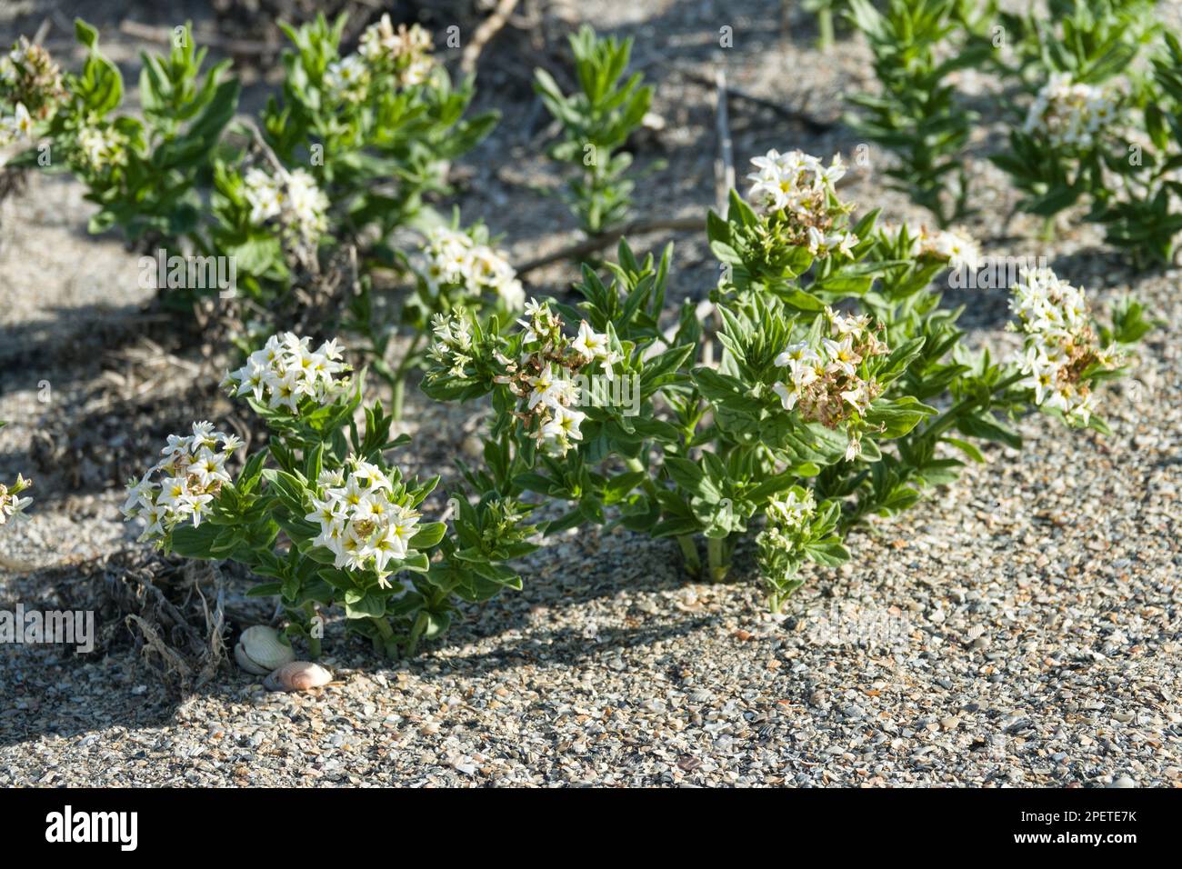 Argusia sibirica hi-res stock photography and images - Alamy