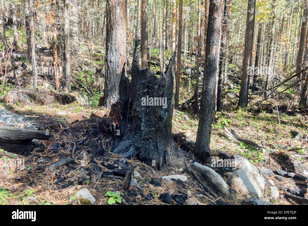 Fire-damaged forest boreal forests. Burnt boreal forests. Wildfire low ...
