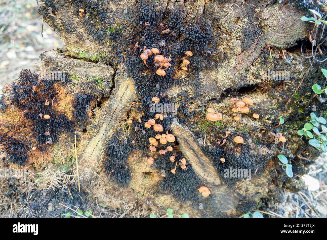 Fire-damaged forest, boreal forests. Burnt boreal forests. Wildfire low ...