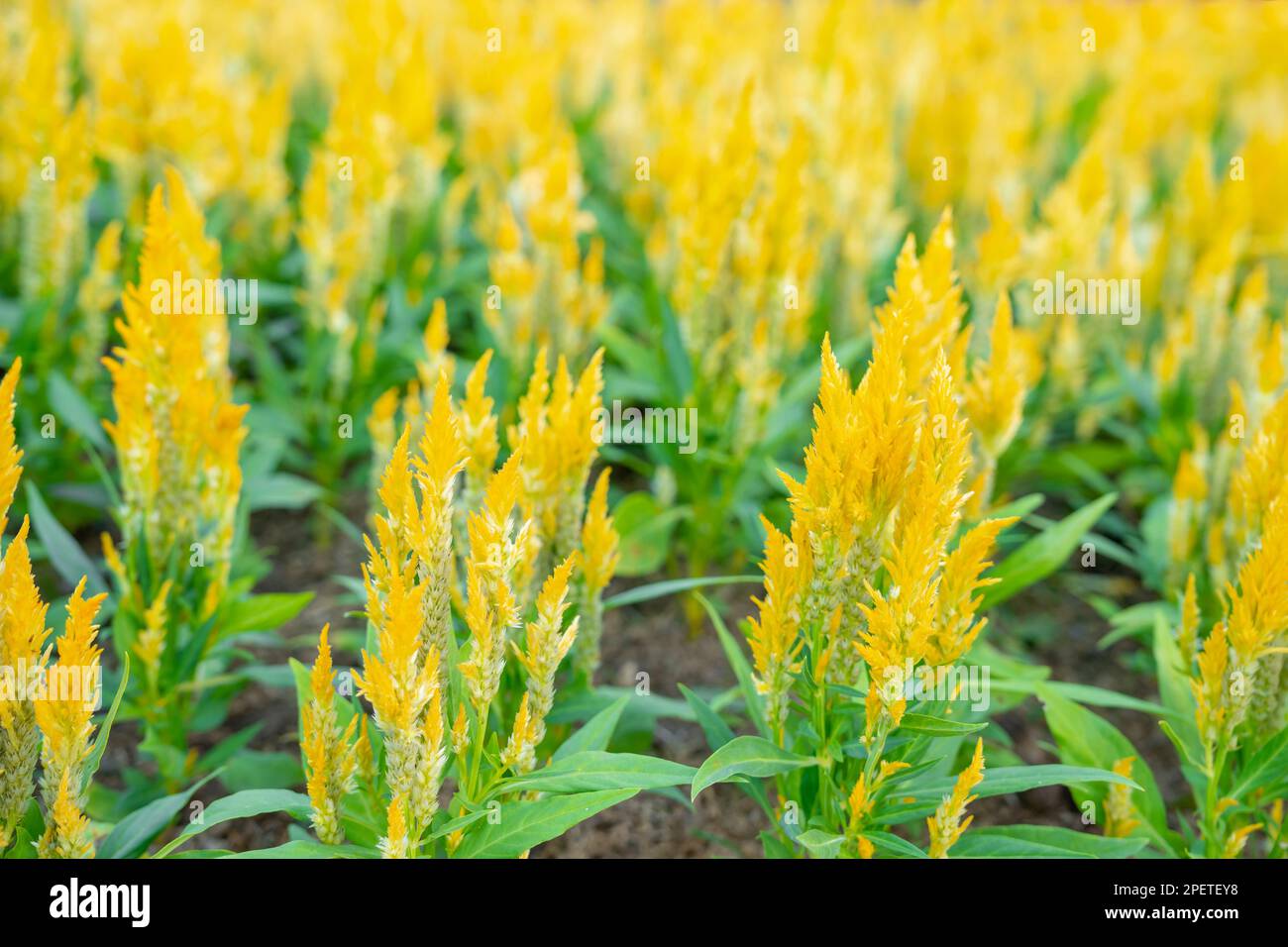 Close up Yellow and Orange Cockscomb, Celosia cristata in garden Stock ...