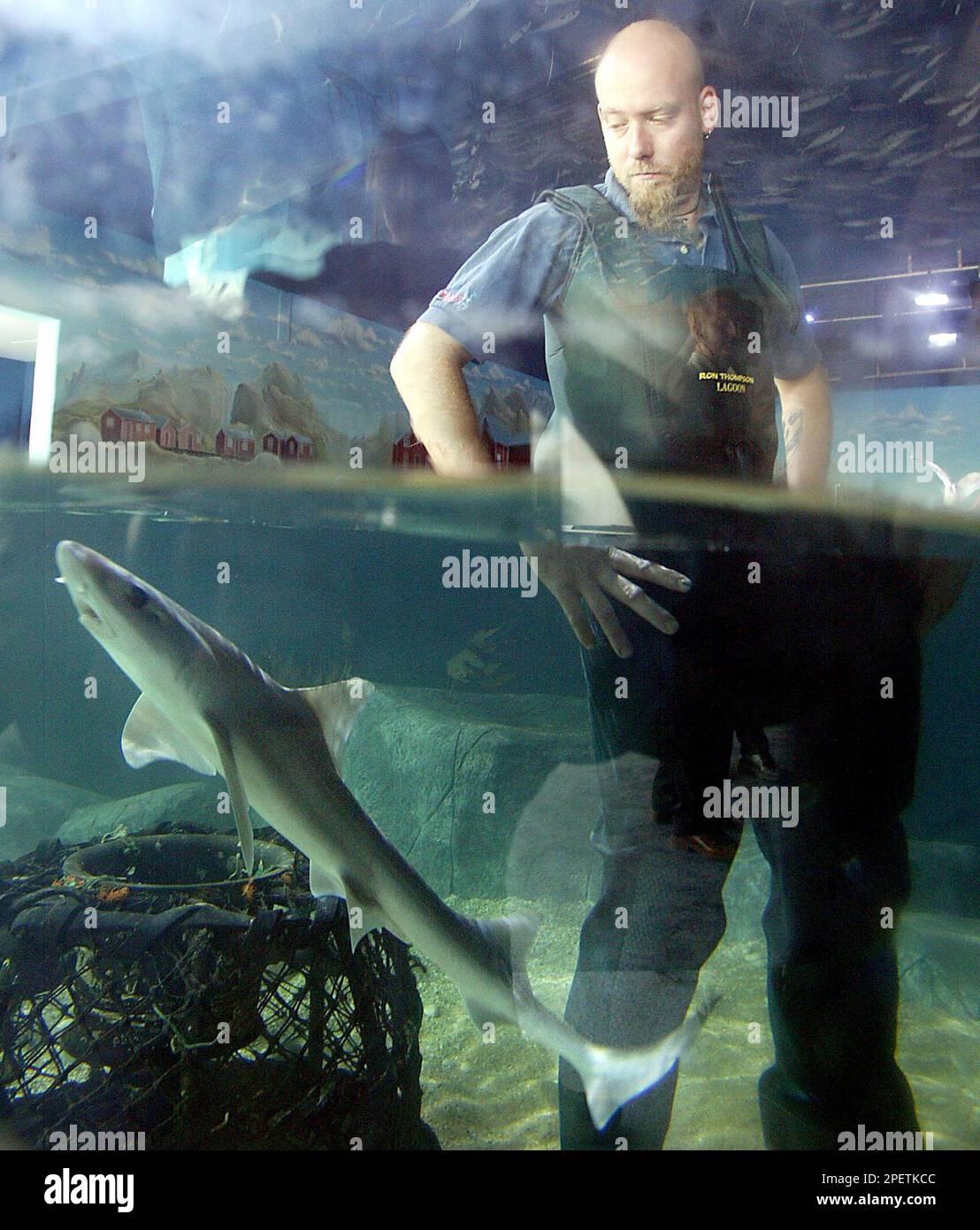 Aquarist Pascal Antler beobachtet einen Glatt-Hai im neuen SeaLife ...