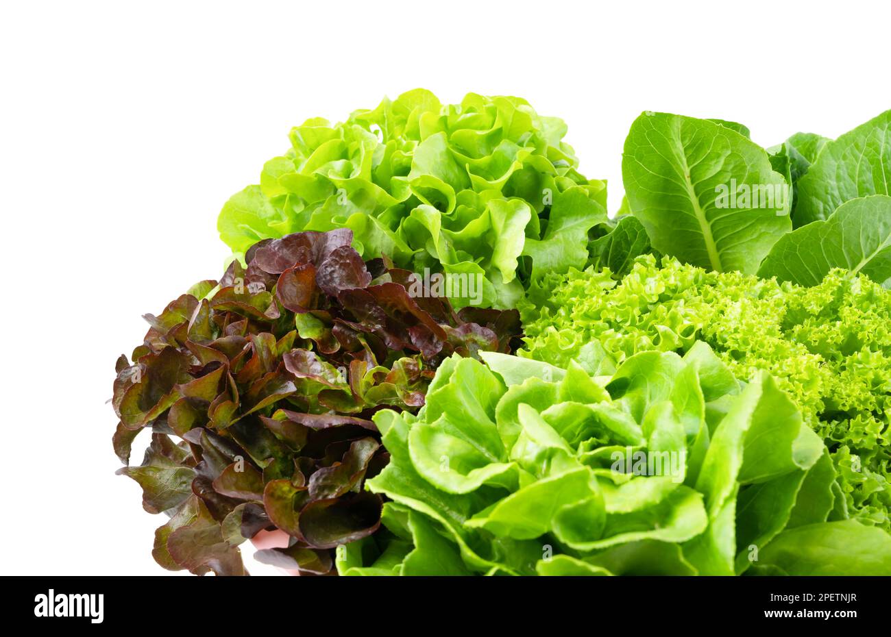 Fresh Romaine Lettuce , Cos Lettuce, Red and Green Oakleaf lettuce ...