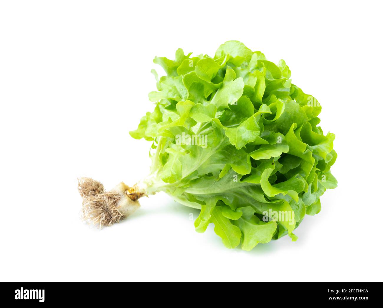 Oak leaf lettuce with roots isolated on white background Stock Photo ...