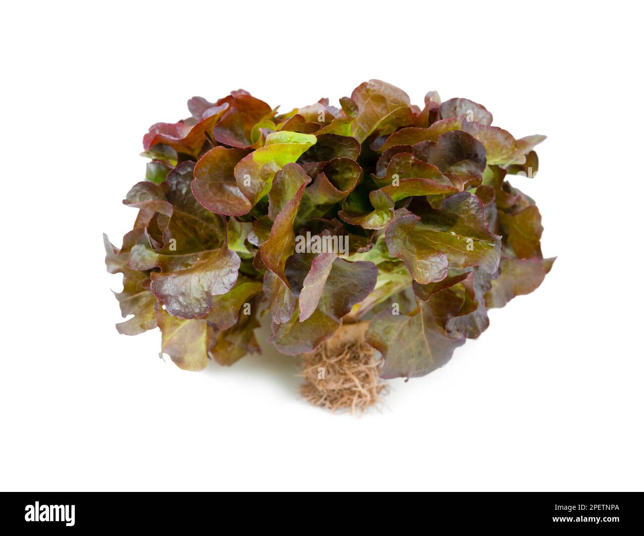 Red oak leaf lettuce with roots isolated on white background Stock ...