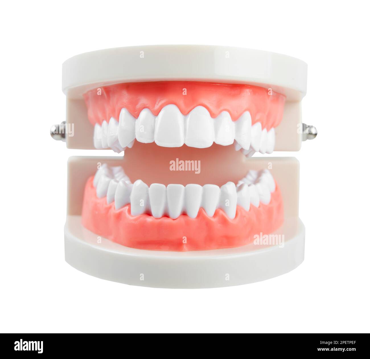 Close up teeth model with red gum on white background, Save clipping ...
